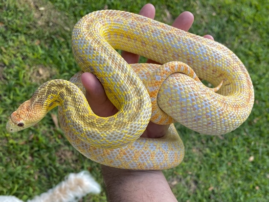 1.1 2020 Klumpers / Snow Gopher Snake by JRP_Reptiles