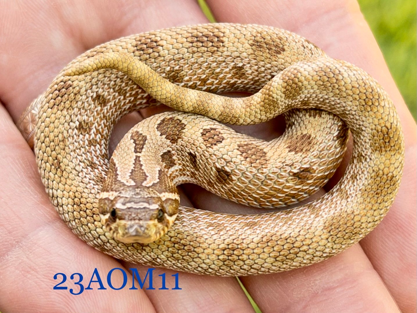 Conda Het Lavender Poss Het Albino Western Hognose by JRP_Reptiles_LLC ...