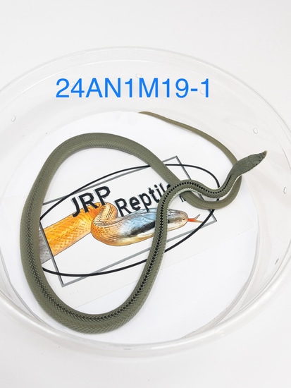 Blue Barons Racer More Colubrid by JRP_Reptiles