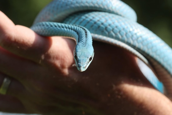 Blue Barons Racer More Colubrid by JRP_Reptiles