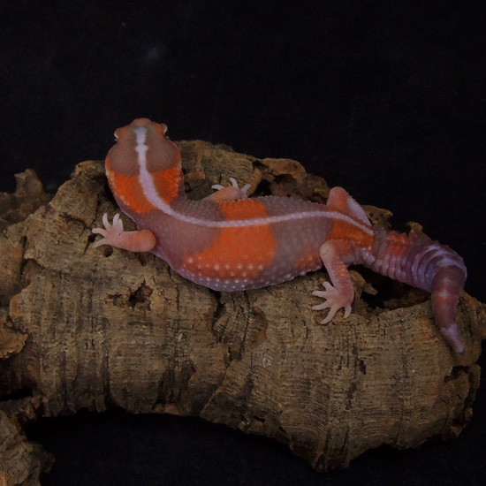 Stripe Tangerine Amelanistic African Fat-Tailed Gecko by Gecko Element