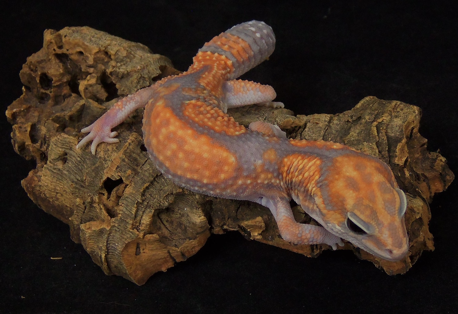 Stinger Ghost Ph Patternless African Fat-Tailed Gecko by Gecko Element ...