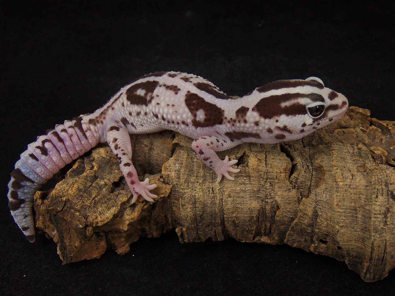 Stripe Whiteout Oreo African Fat-Tailed Gecko by Gecko Element ...