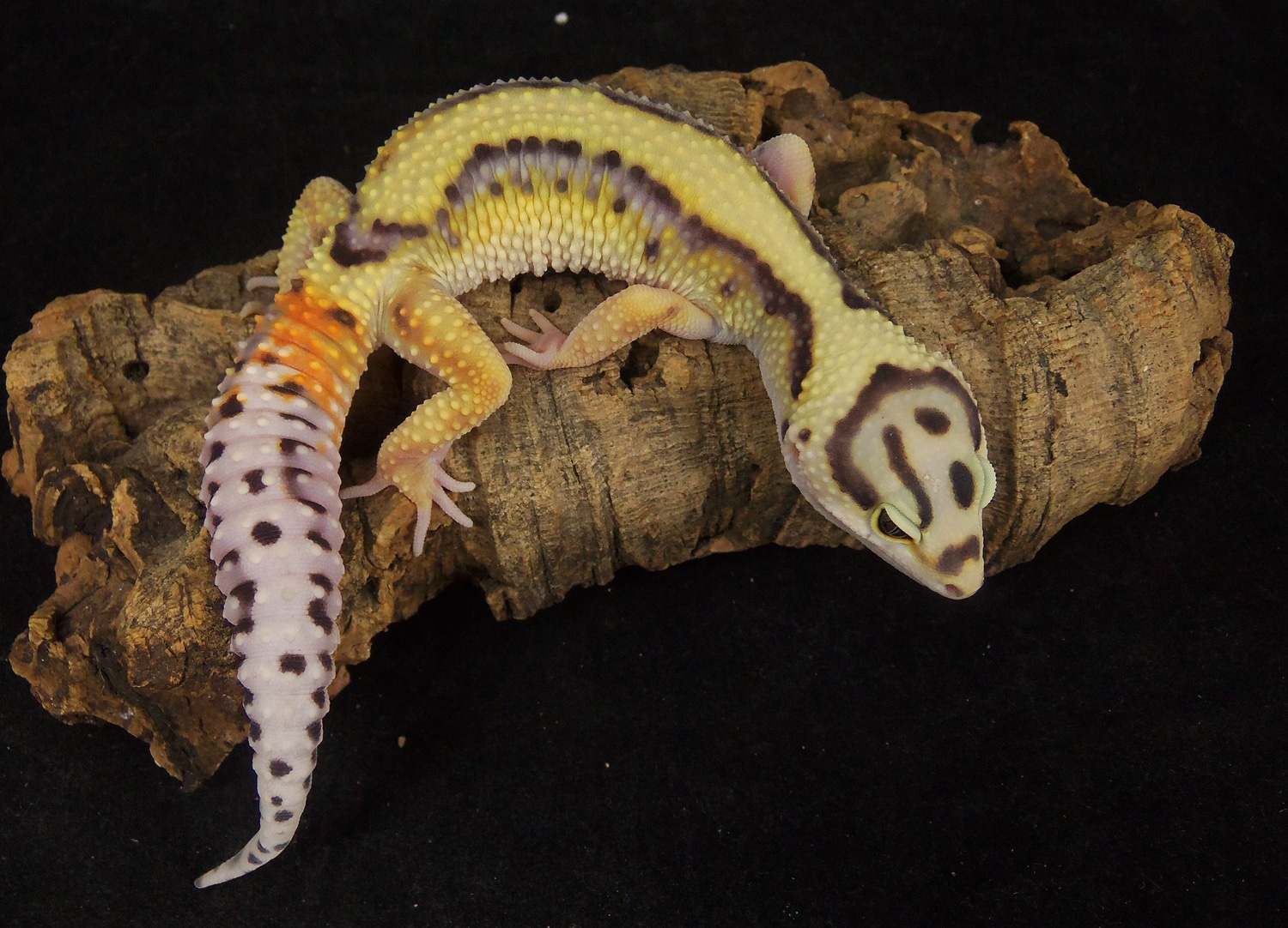 Bandit Leopard Gecko by Gecko Element - MorphMarket