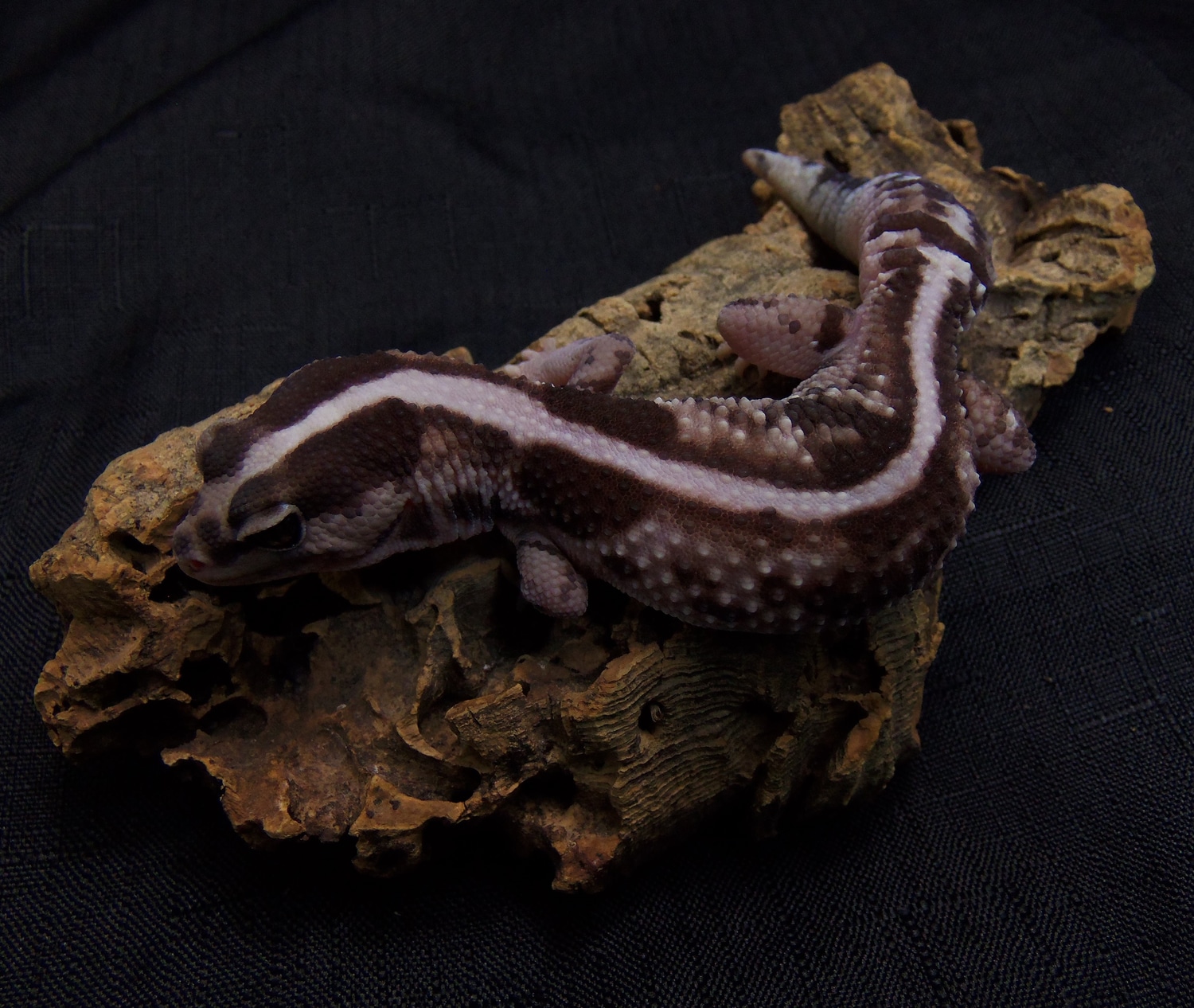 Stripe Whiteout Oreo Ph Patternless African Fat-Tailed Gecko by Gecko ...