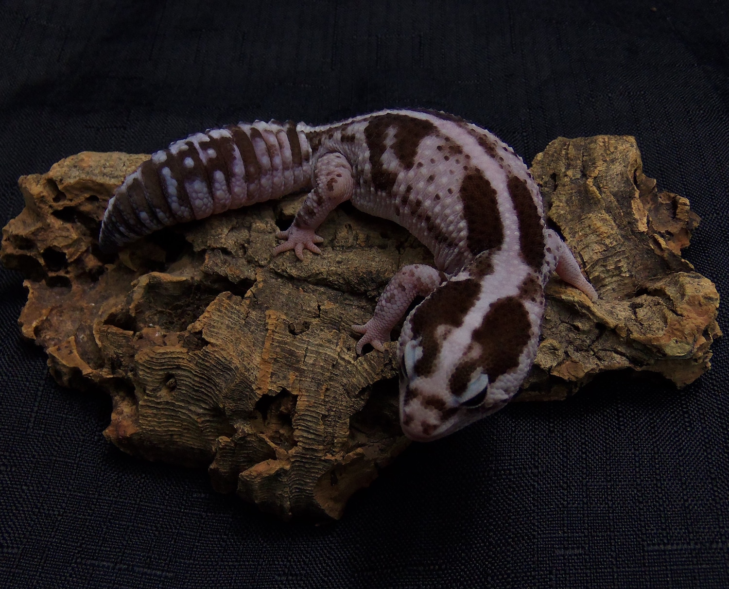 Stripe Whiteout Oreo Ph Patternless African Fat-Tailed Gecko by Gecko ...