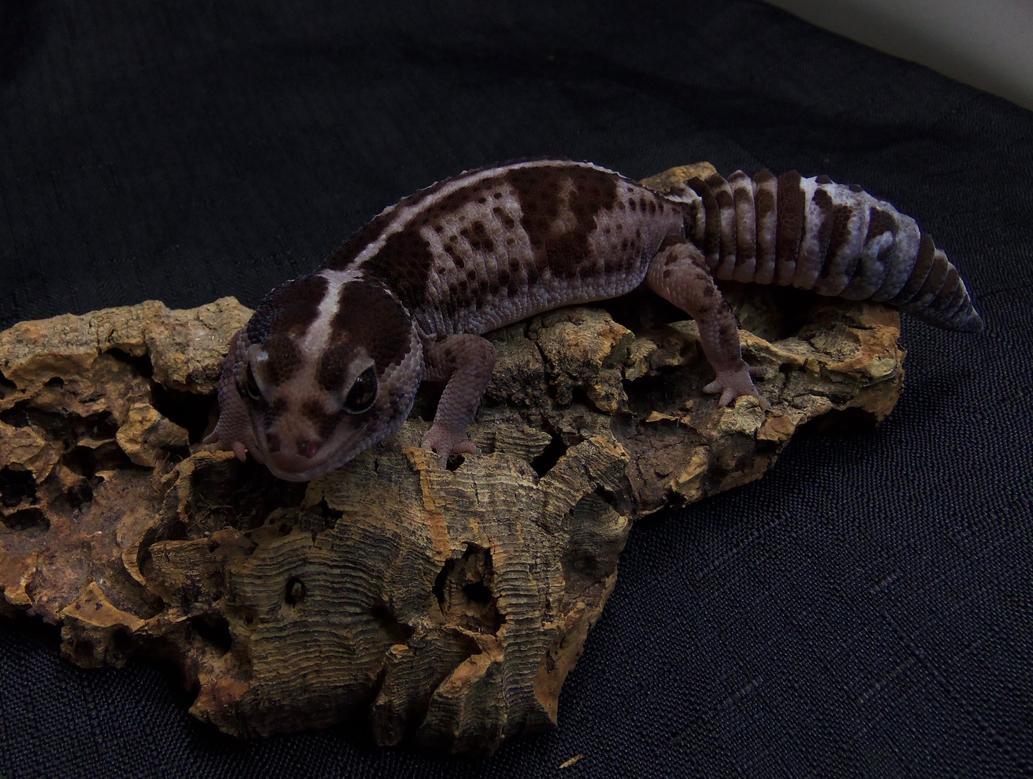 Stripe Whiteout Oreo Ph Patternless African Fat-Tailed Gecko by Gecko ...