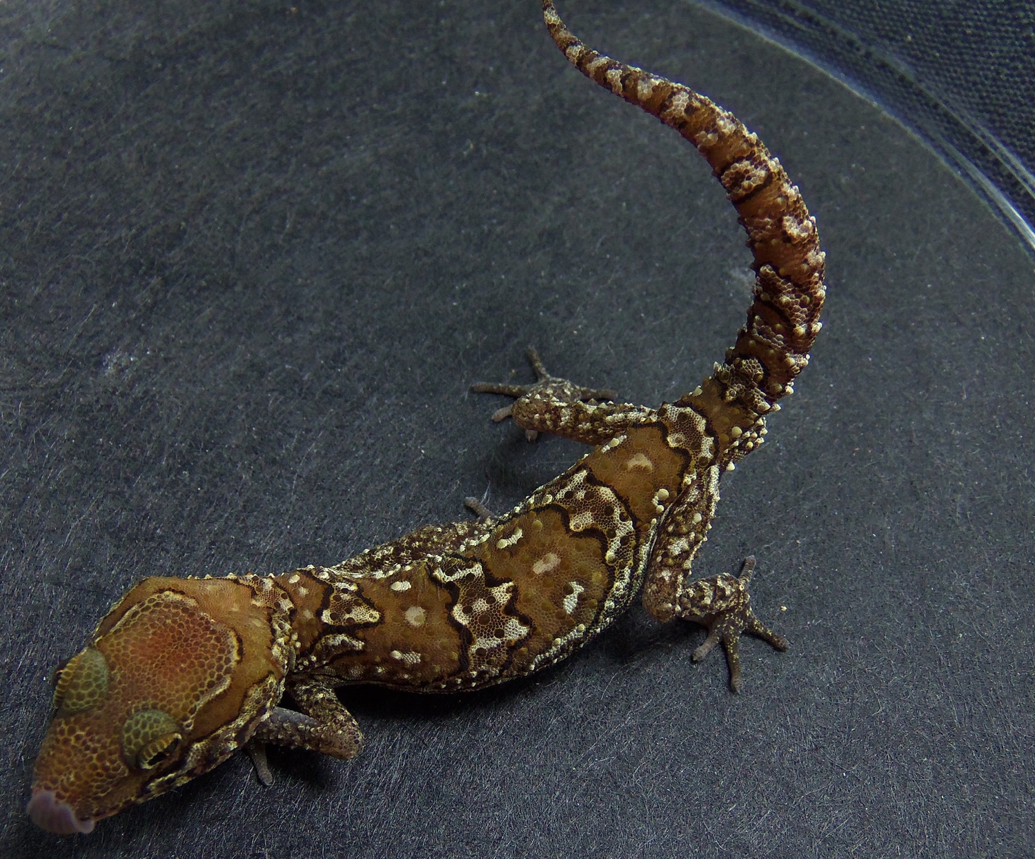 Banded Ph Amelanistic Ph Blackeye Pictus Other Gecko by Gecko Element ...