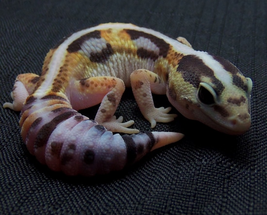 Stripe Whiteout Ph Ghost Ph Patternless African Fat-Tailed Gecko by ...