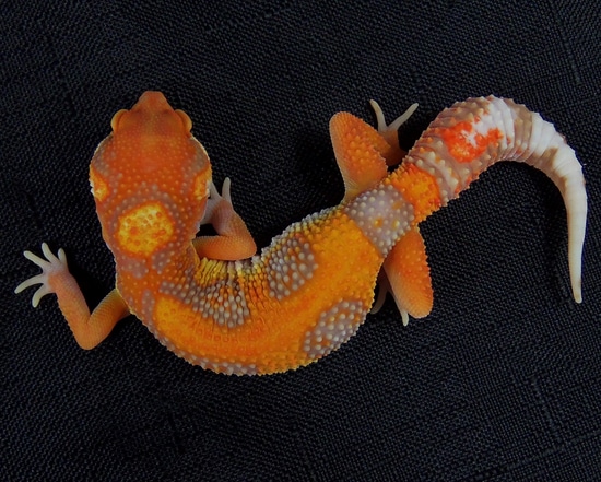 Lava Firewater X Atomic Rainwater Leopard Gecko by Gecko Element