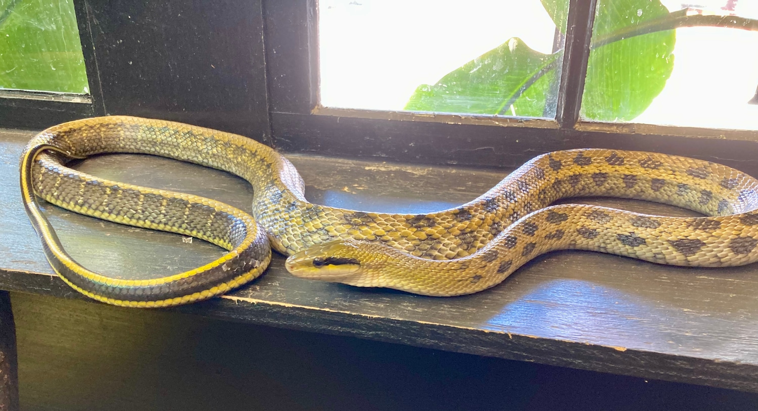 Taiwan Adult Female - Proven Breeder Beauty Rat Snake by Pure Pet Ohio ...