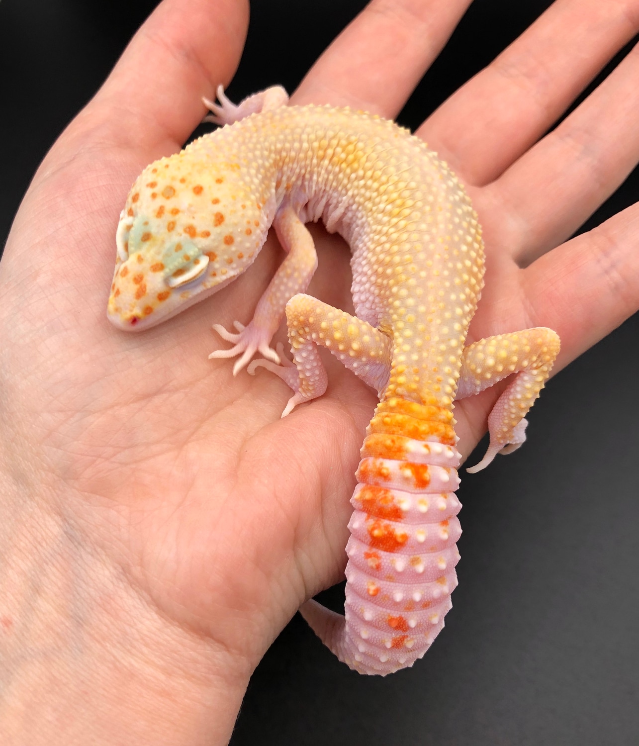 Enigma Typhoon Leopard Gecko by Gecko Fanatic LLC - MorphMarket