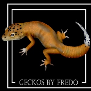 Geckos by Fredo - MorphMarket