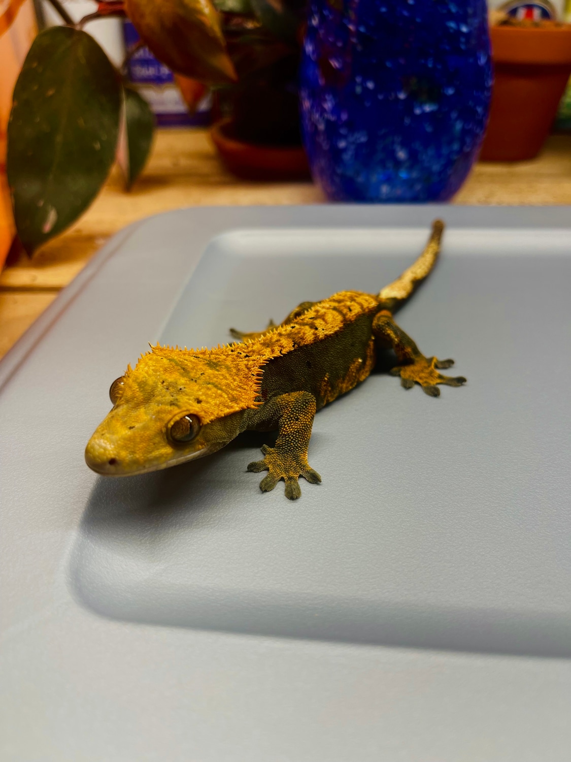 Almost RTB Halloween Female! Crested Gecko by Roll Reptile by Kat and ...