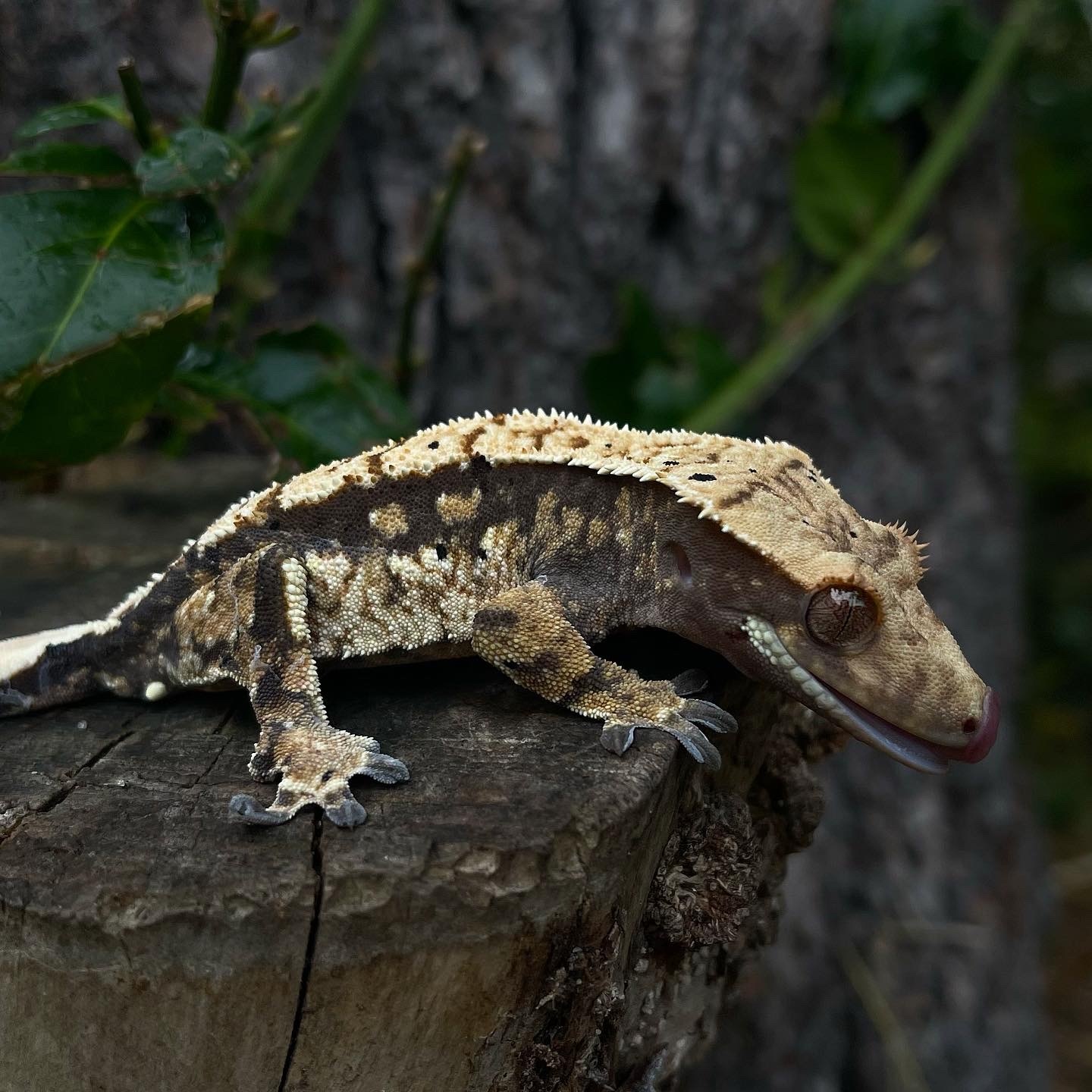 Harlequin - Dal Spotting Crested Gecko by The Gecko Garage - MorphMarket
