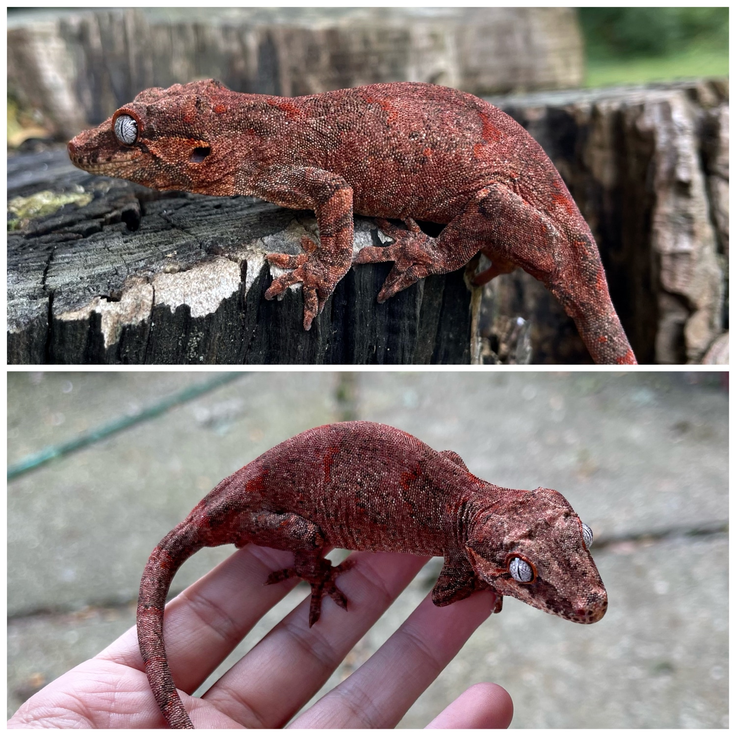 Reticulated Red Blotch Gargoyle Gecko by The Gecko Garage - MorphMarket