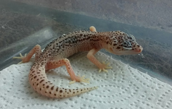 Super Radar Leopard Gecko by Graphic Geckos