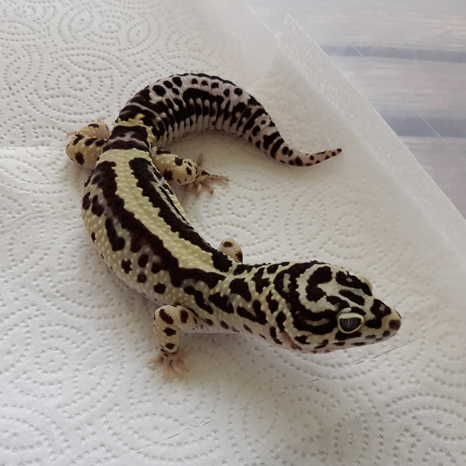 Bold Stripe Leopard Gecko by Graphic Geckos - MorphMarket