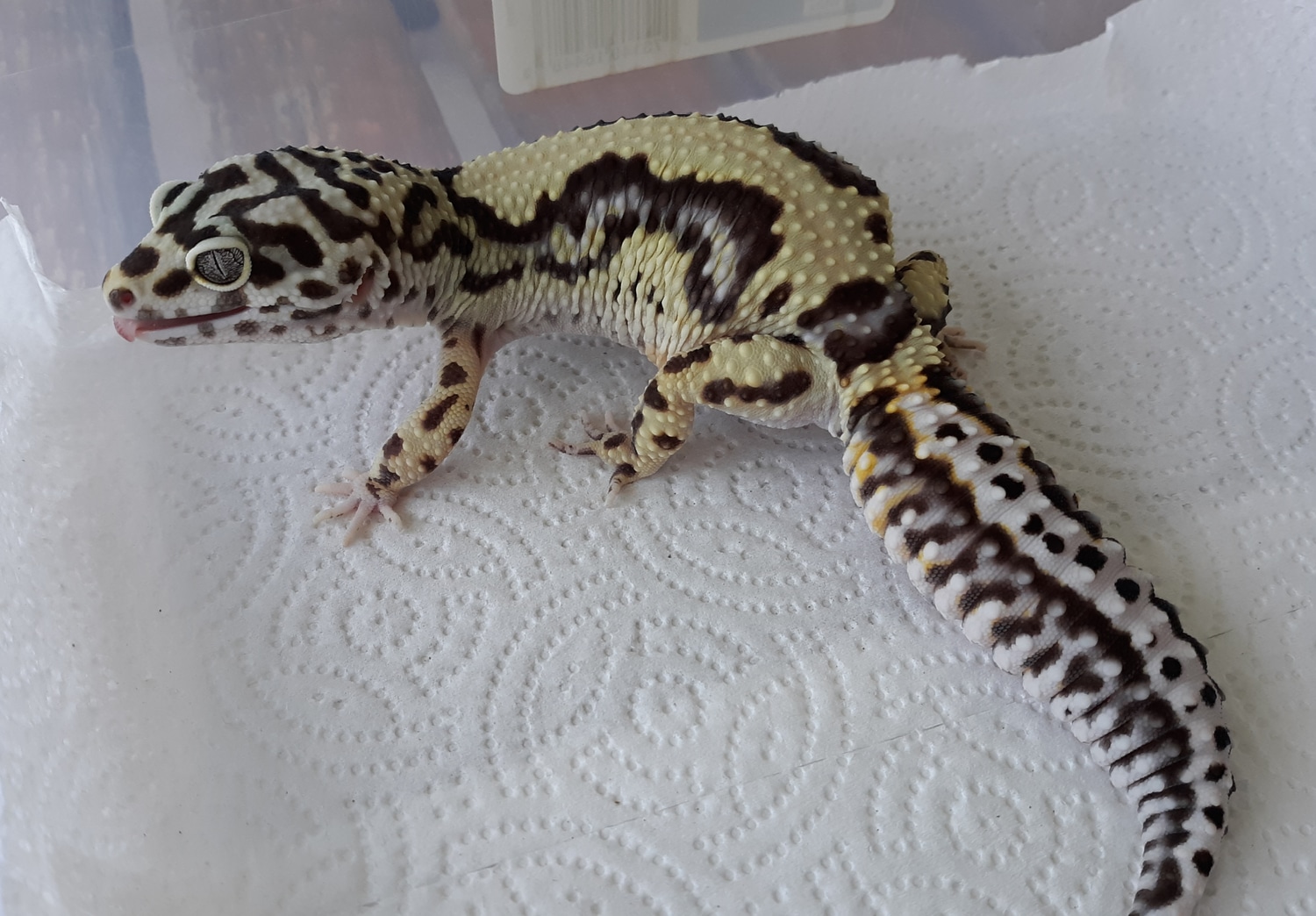 Bold Stripe Leopard Gecko by Graphic Geckos - MorphMarket