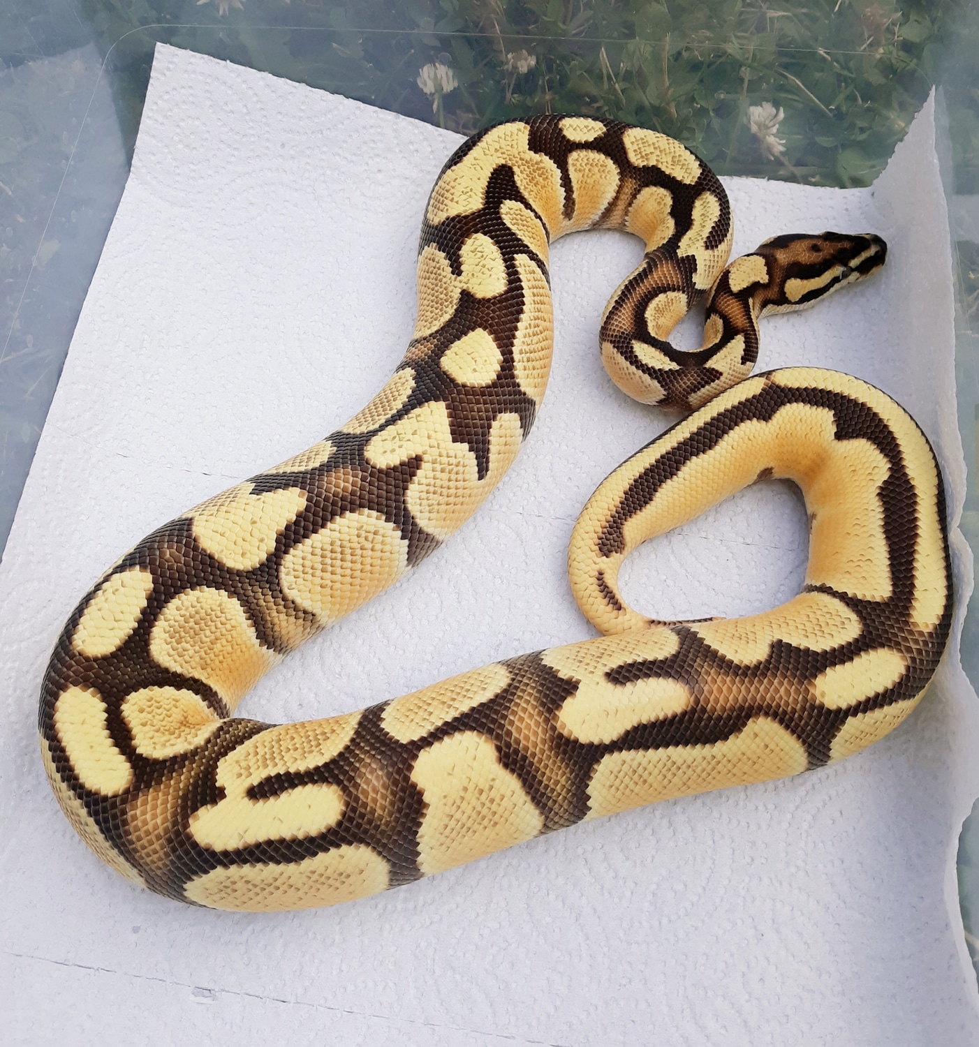 Super Orange Dream Fire Ball Python by Graphic Geckos - MorphMarket