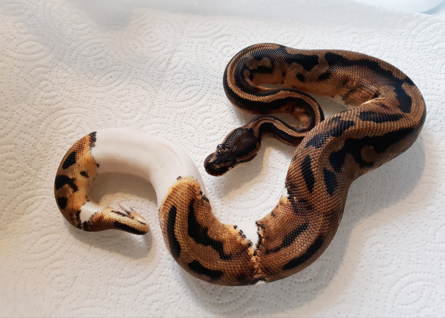 Piedbald Ball Python by Graphic Geckos - MorphMarket