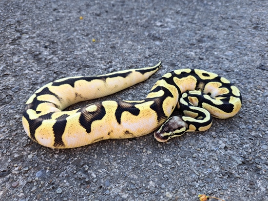 Orange Dream Firefly Calico Ball Python by Graphic Geckos