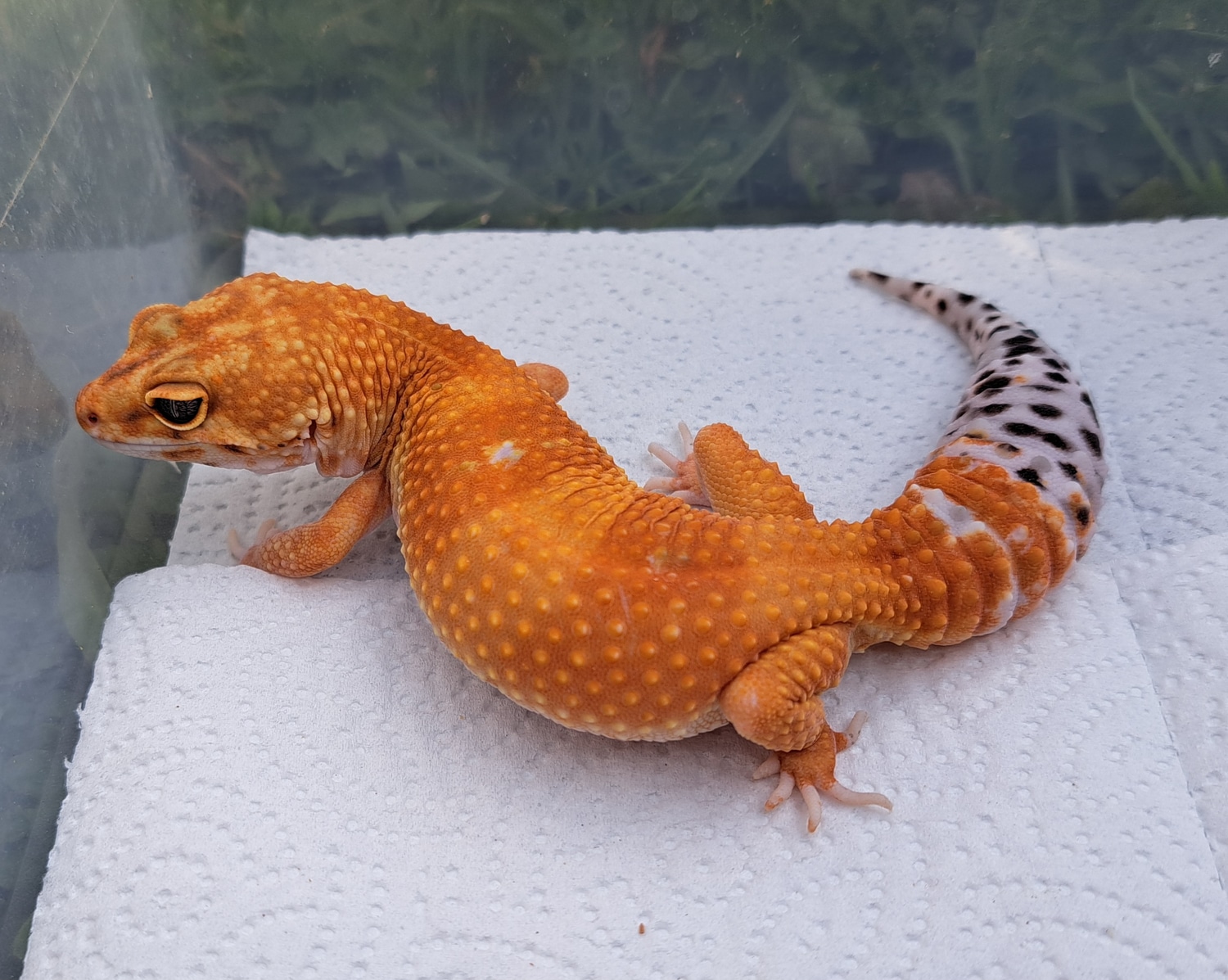 Inferno Leopard Gecko by Graphic Geckos - MorphMarket