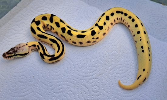 OD Fire Leopard Blitz Ball Python by Graphic Geckos