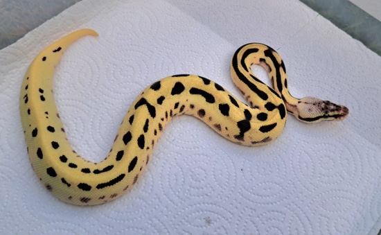 OD Fire Leopard Blitz Ball Python by Graphic Geckos