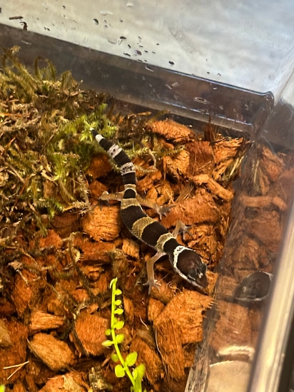 Mack Snow Pos High Yellow Leopard Gecko by GeckoGuardiansOfTheGalaxy205