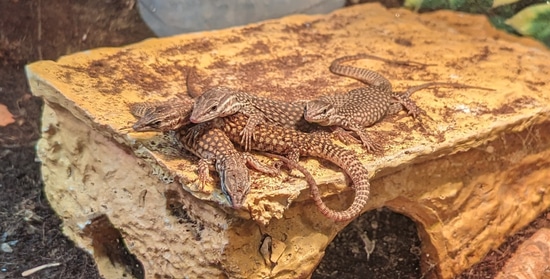 Red Ackies Monitors (Varanus Acanthurus) Ackie Monitor by Gecko Gurus