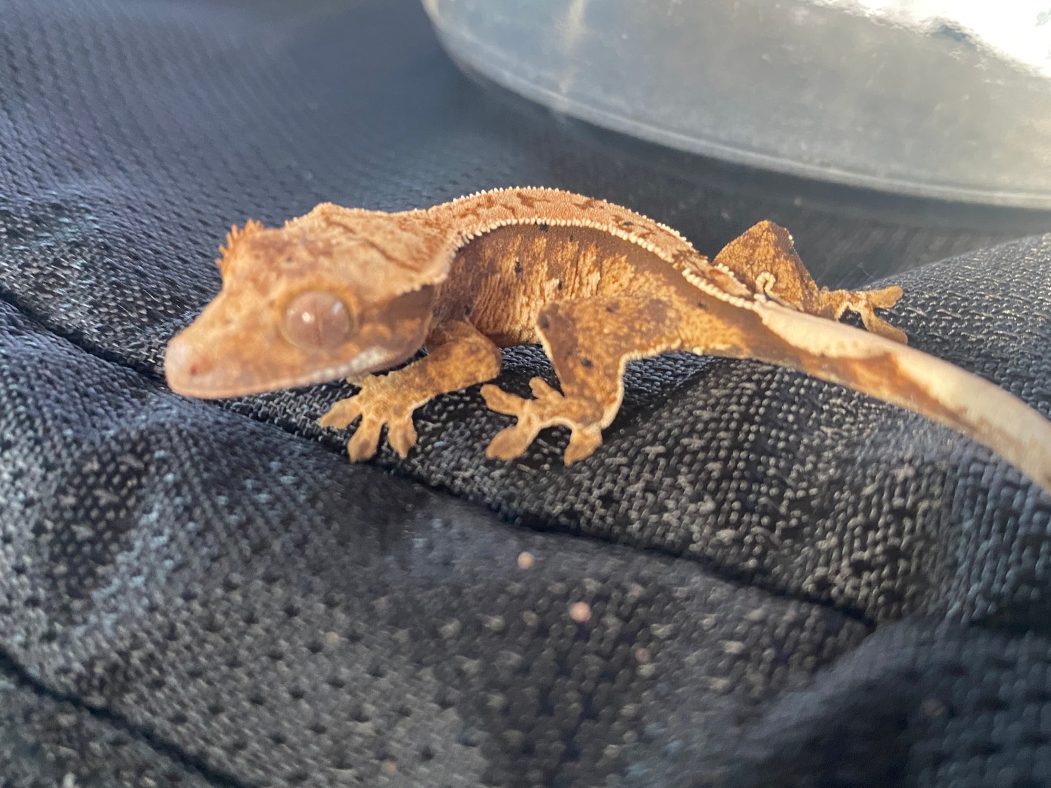 Extreme Harlequin Baby Crested Gecko by Gremlin’s Geckos - MorphMarket
