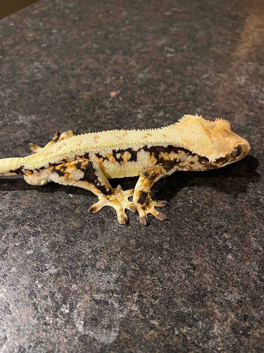 Male Lilly Crested Gecko by Gremlin’s Geckos - MorphMarket