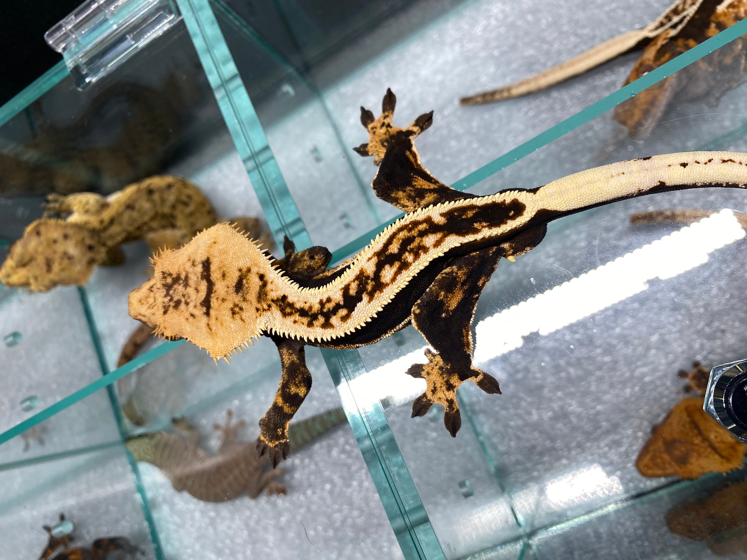Jet Black EB Crested Gecko by Gremlin’s Geckos - MorphMarket
