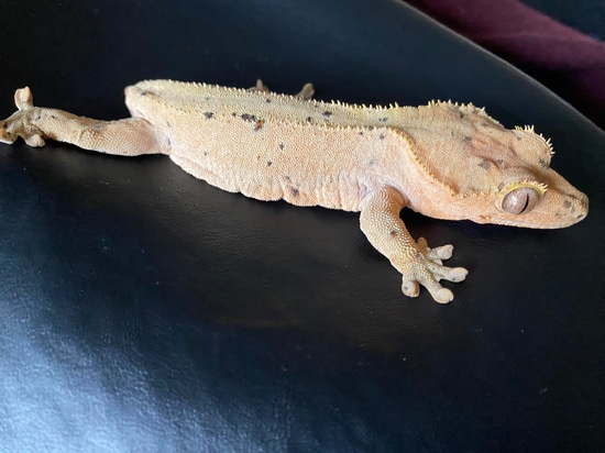 Female Dal Crested Gecko by Gremlin’s Geckos