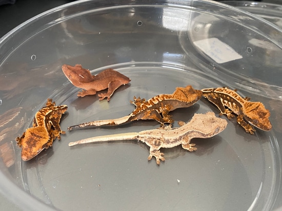 5 Pack Crested Gecko by Gremlin’s Geckos