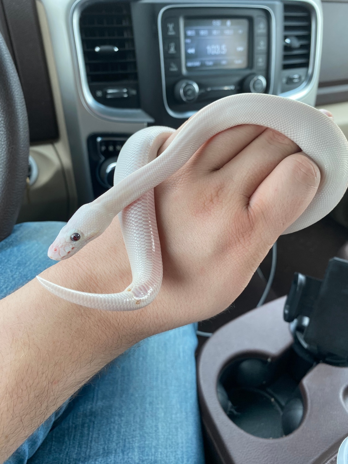 Super Lesser Ball Python by Reptometry Reptiles - MorphMarket