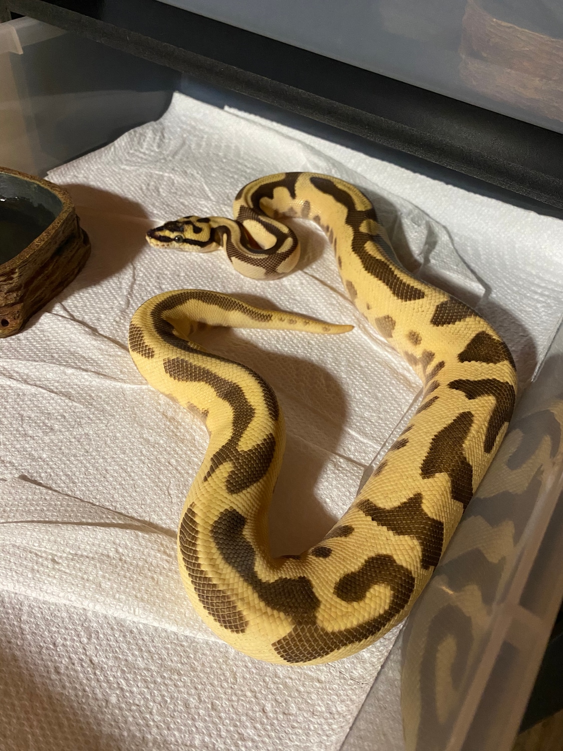 Super Enchi Leopard Pastel Ball Python by Reptometry Reptiles - MorphMarket