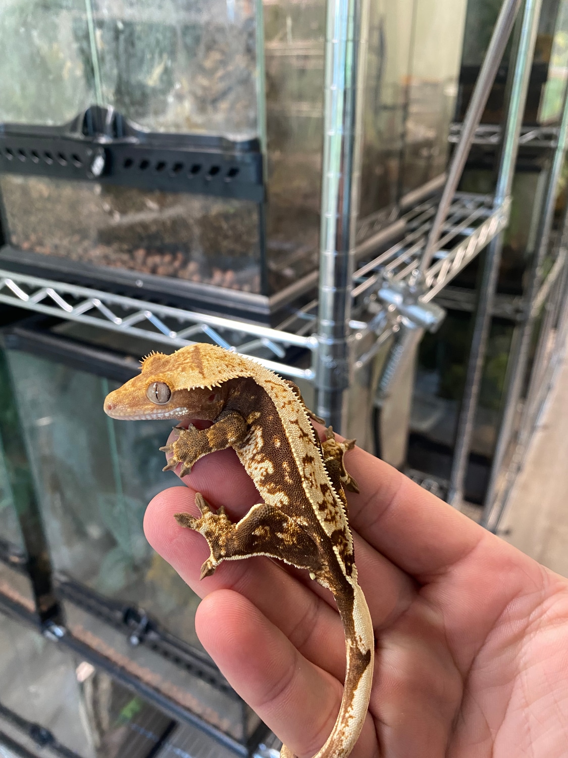 Soft Scale Deep Red And Cream Crested Gecko by Gecko Harmony - MorphMarket