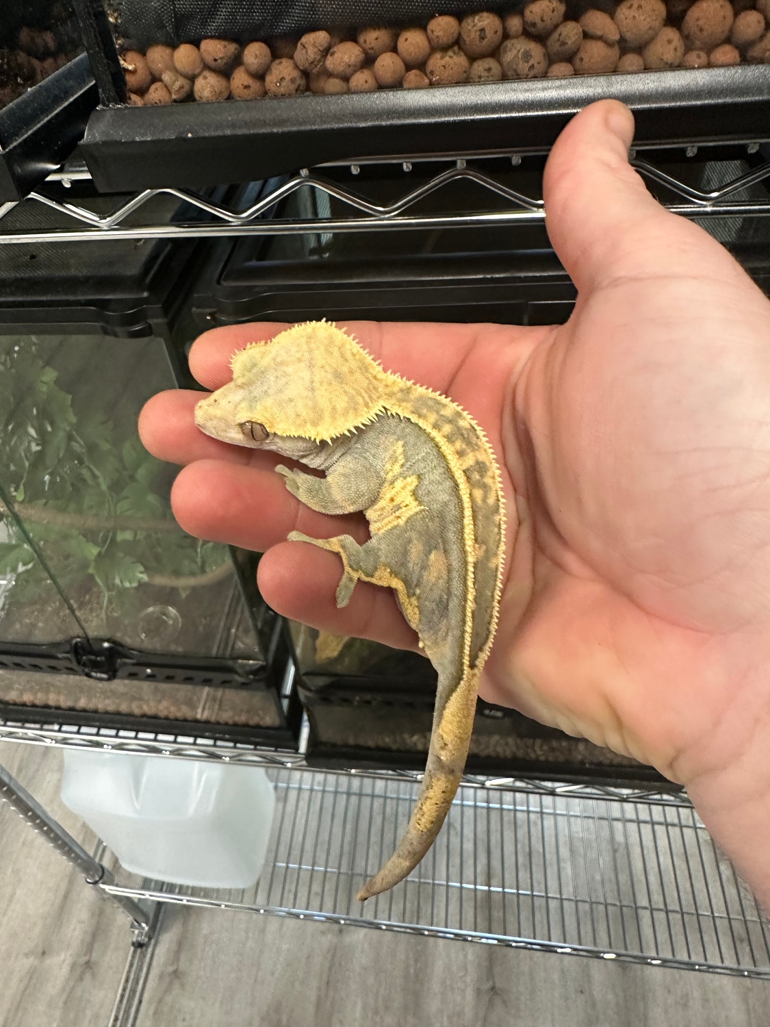 Spotless Super Softscale Crested Gecko by Gecko Harmony - MorphMarket