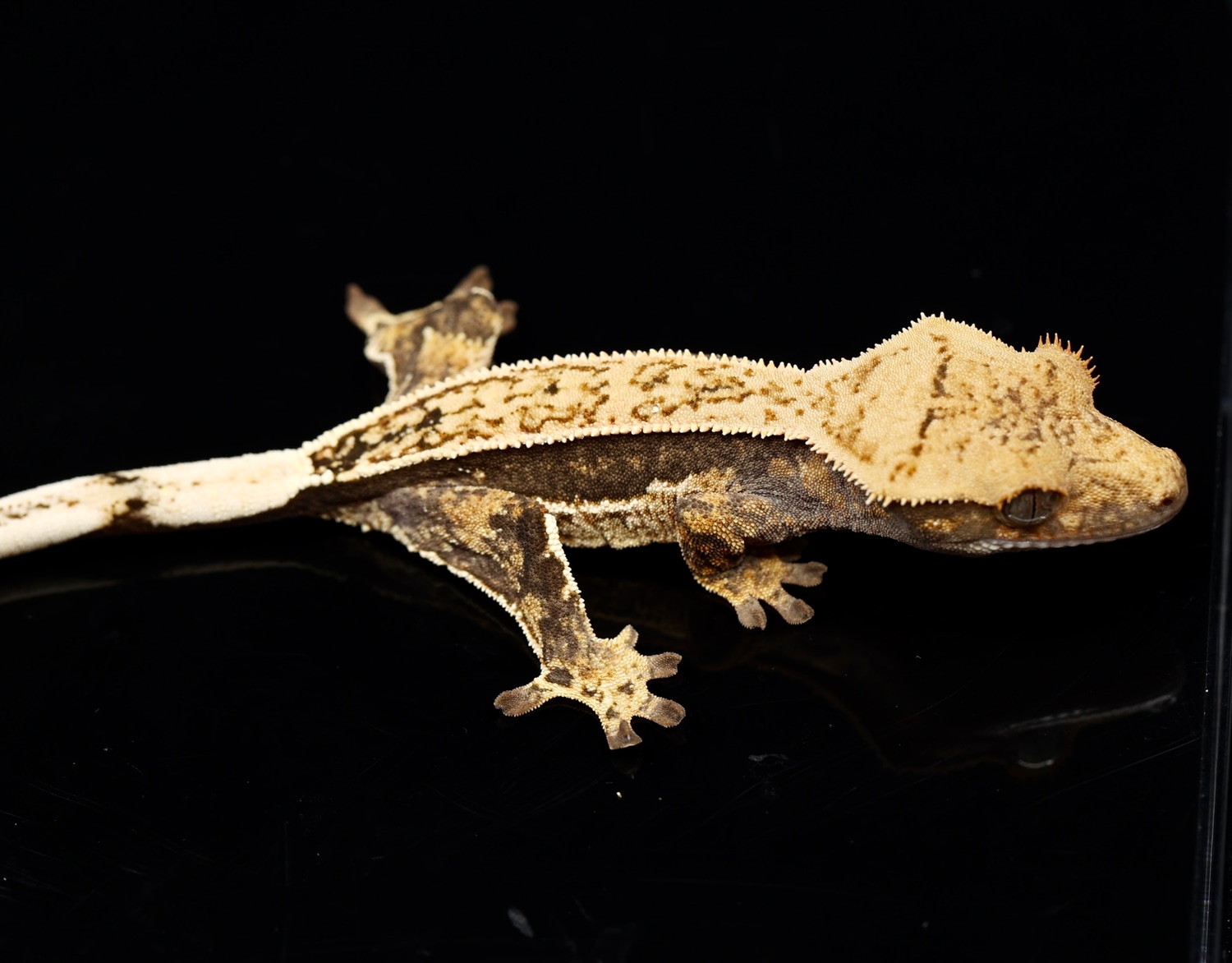 Soft Scale Quad Stripe Crested Gecko by Gecko Harmony - MorphMarket