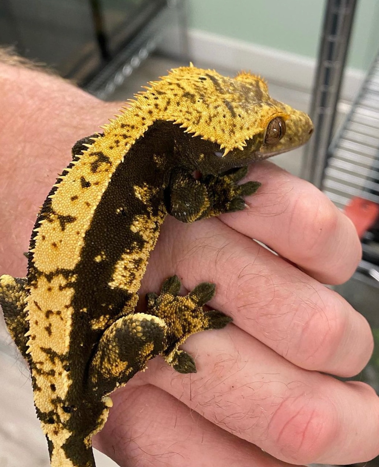 Fringemorphs “Dracor” Offspring Crested Gecko by Gecko Harmony ...