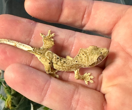 Phantom Pinstripe Dalmation Crested Gecko by Gecko Harmony