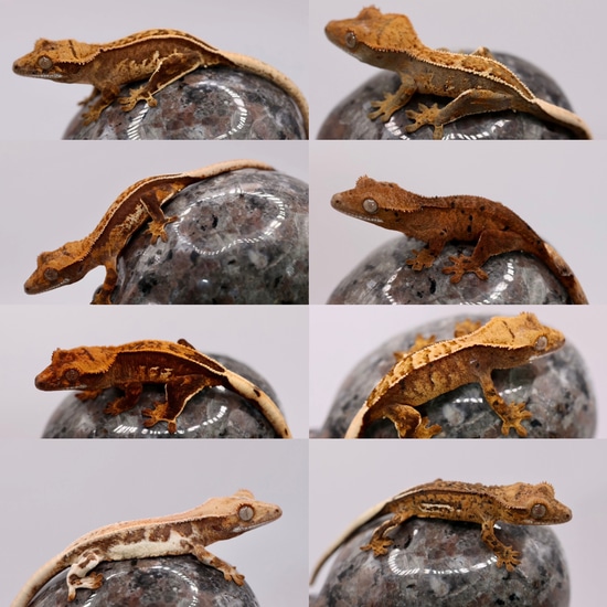 Genetics Variety Pack Crested Gecko by Gecko Harmony