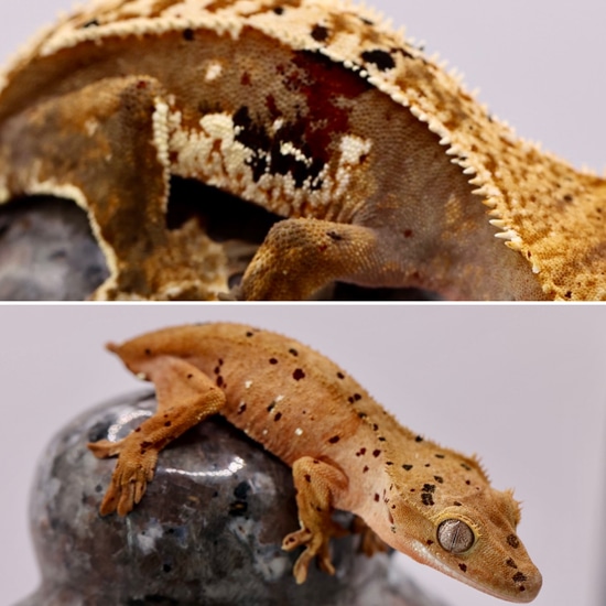 Dalmatian, Cluster Spot/pink Ink Blot Pair Crested Gecko by Gecko Harmony