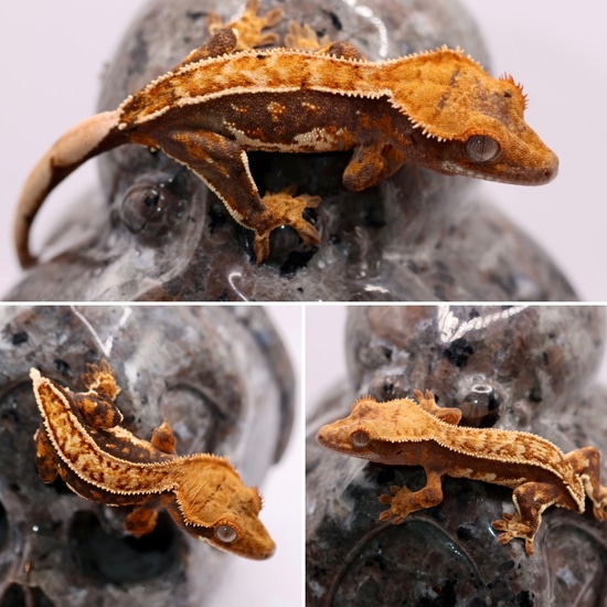 Empty Back Trio Crested Gecko by Gecko Harmony