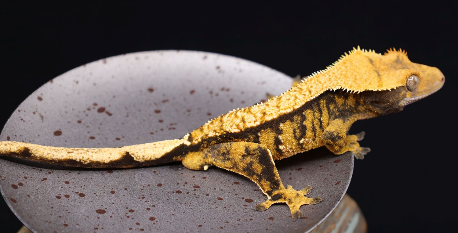 Wide Dorsum Harlequin Crested Gecko by Gecko Haven - MorphMarket