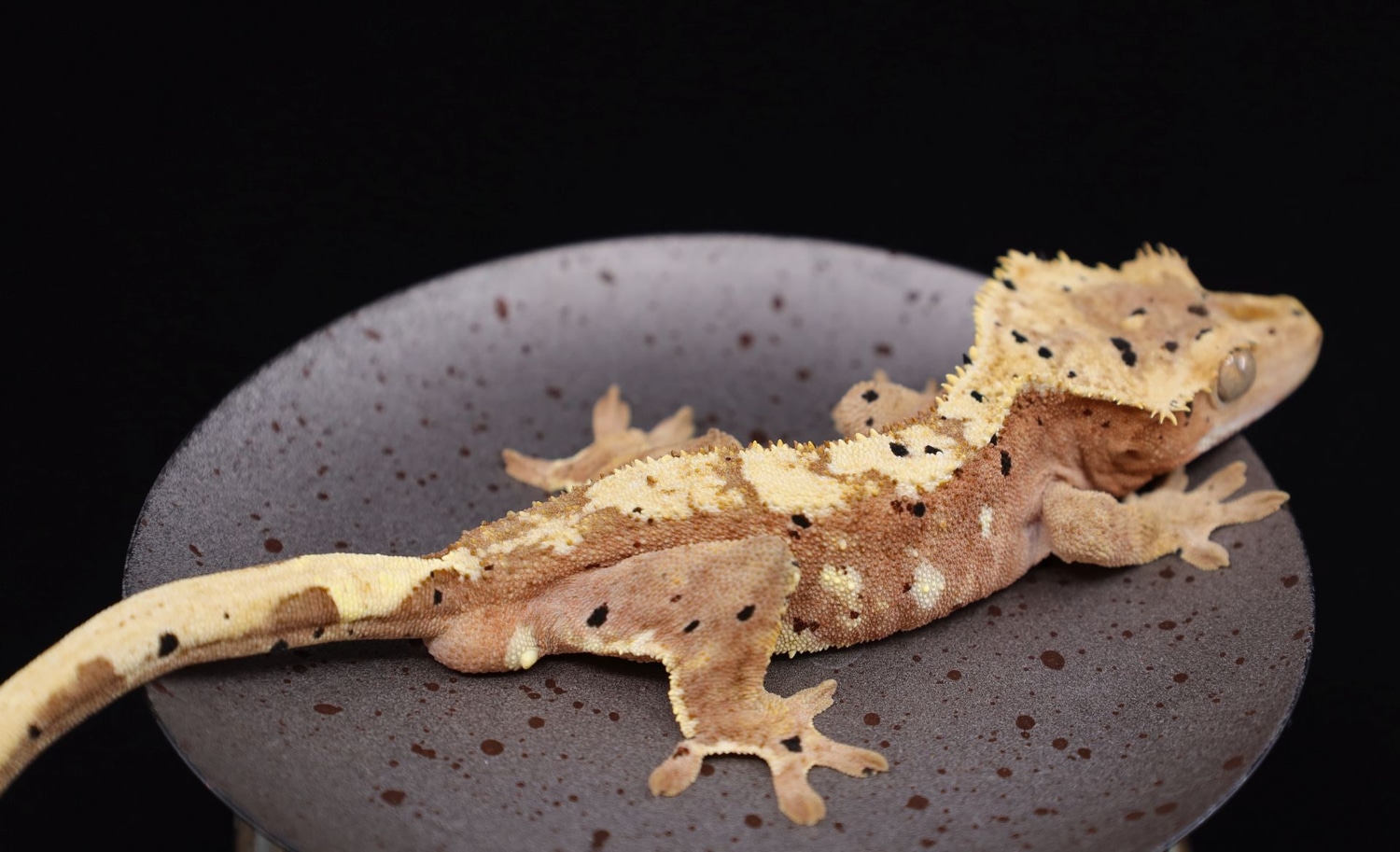 White Spot Unique Dal Crested Gecko by Gecko Haven - MorphMarket