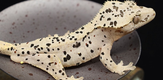 Fabulous Super Dal Crested Gecko by Gecko Haven