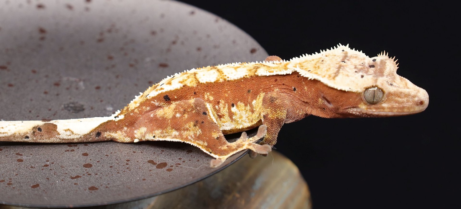 Red & Cream Bright Crested Gecko by Gecko Haven - MorphMarket